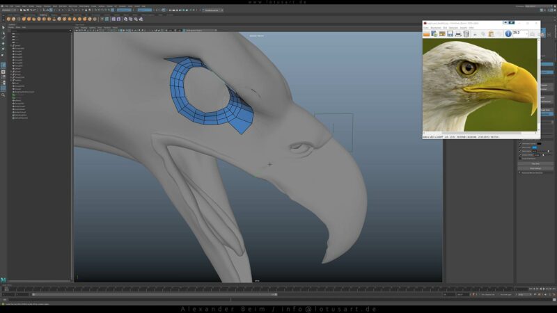 3D Bald Eagle, rigged and animated for the 'Adler Mannheim' trailer